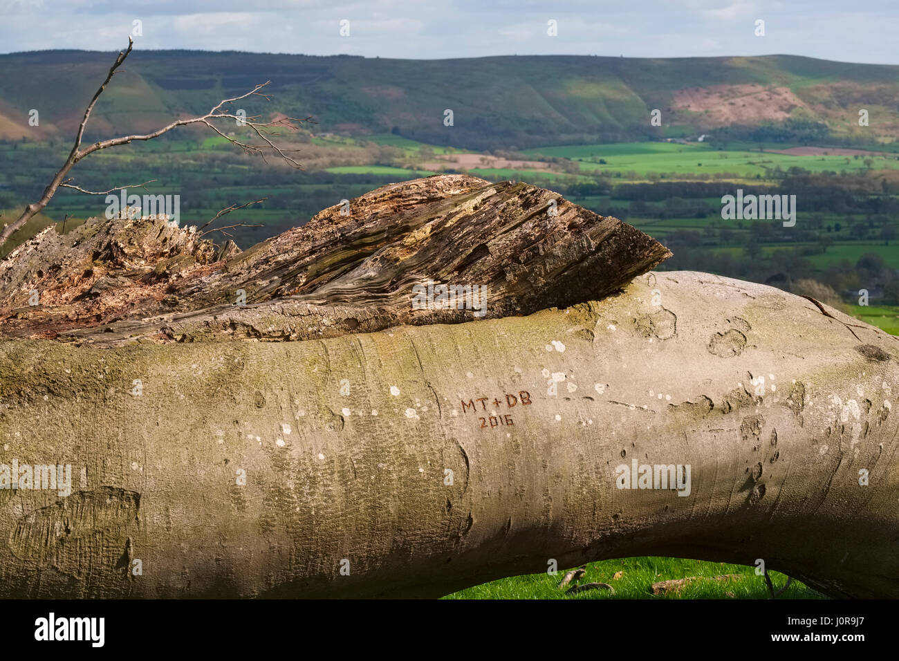 A fallen beech tree on Linley Hill, Shropshire, with the Long Mynd seen ...