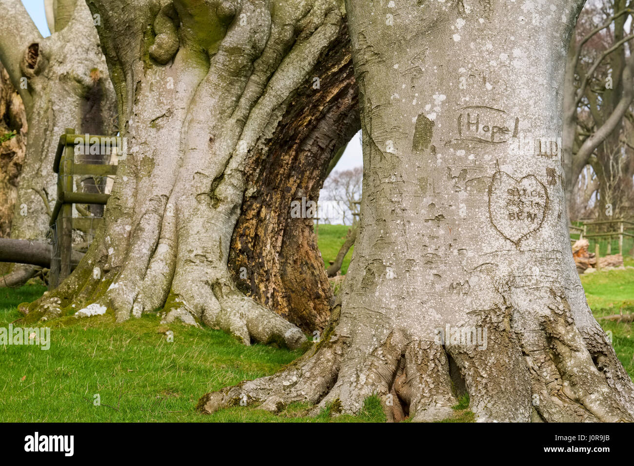 English beech tree hi-res stock photography and images - Alamy