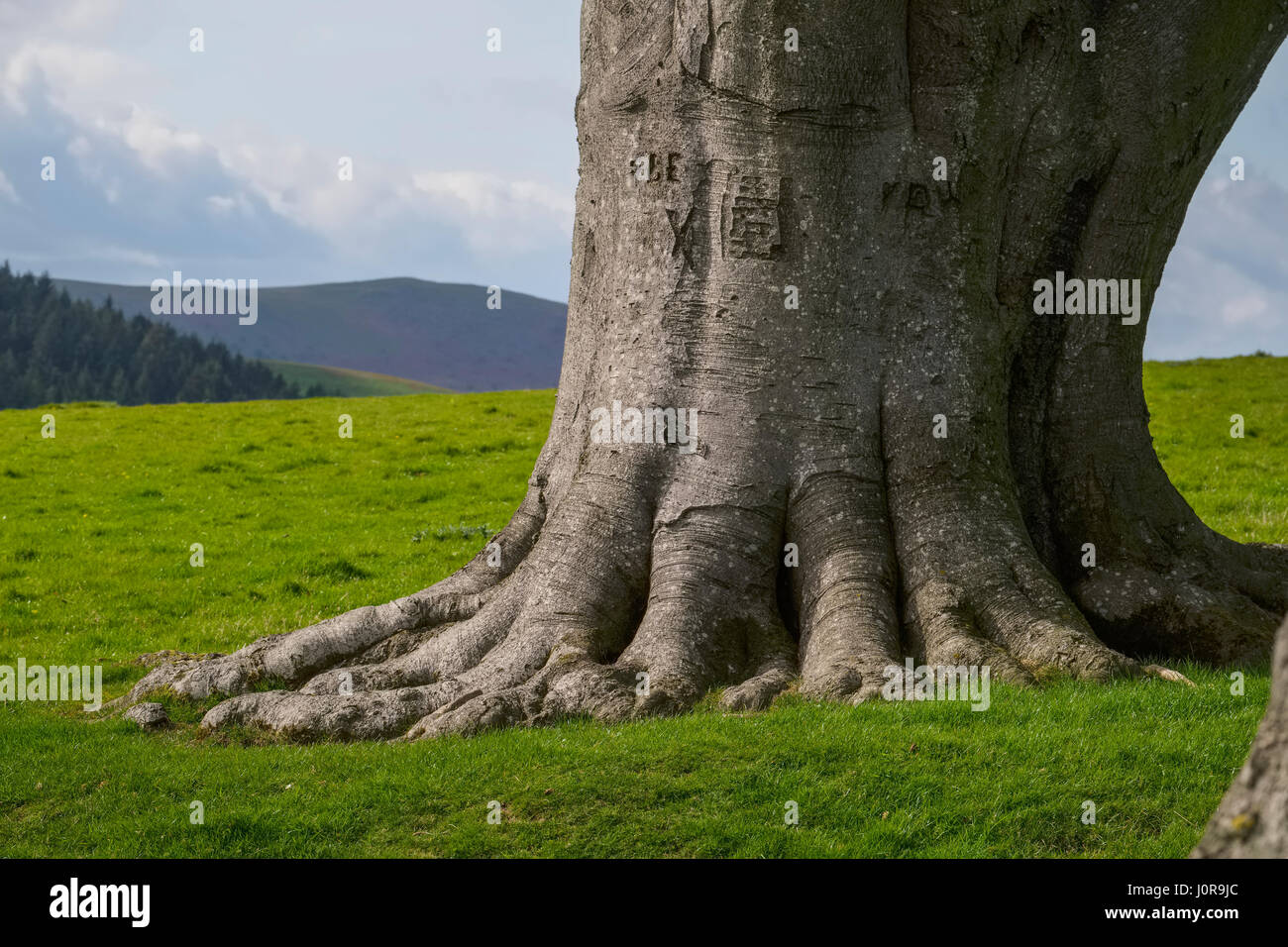English beech tree hi-res stock photography and images - Alamy
