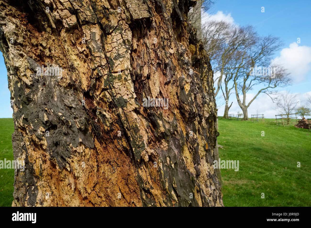 Linley beech trees hi-res stock photography and images - Alamy