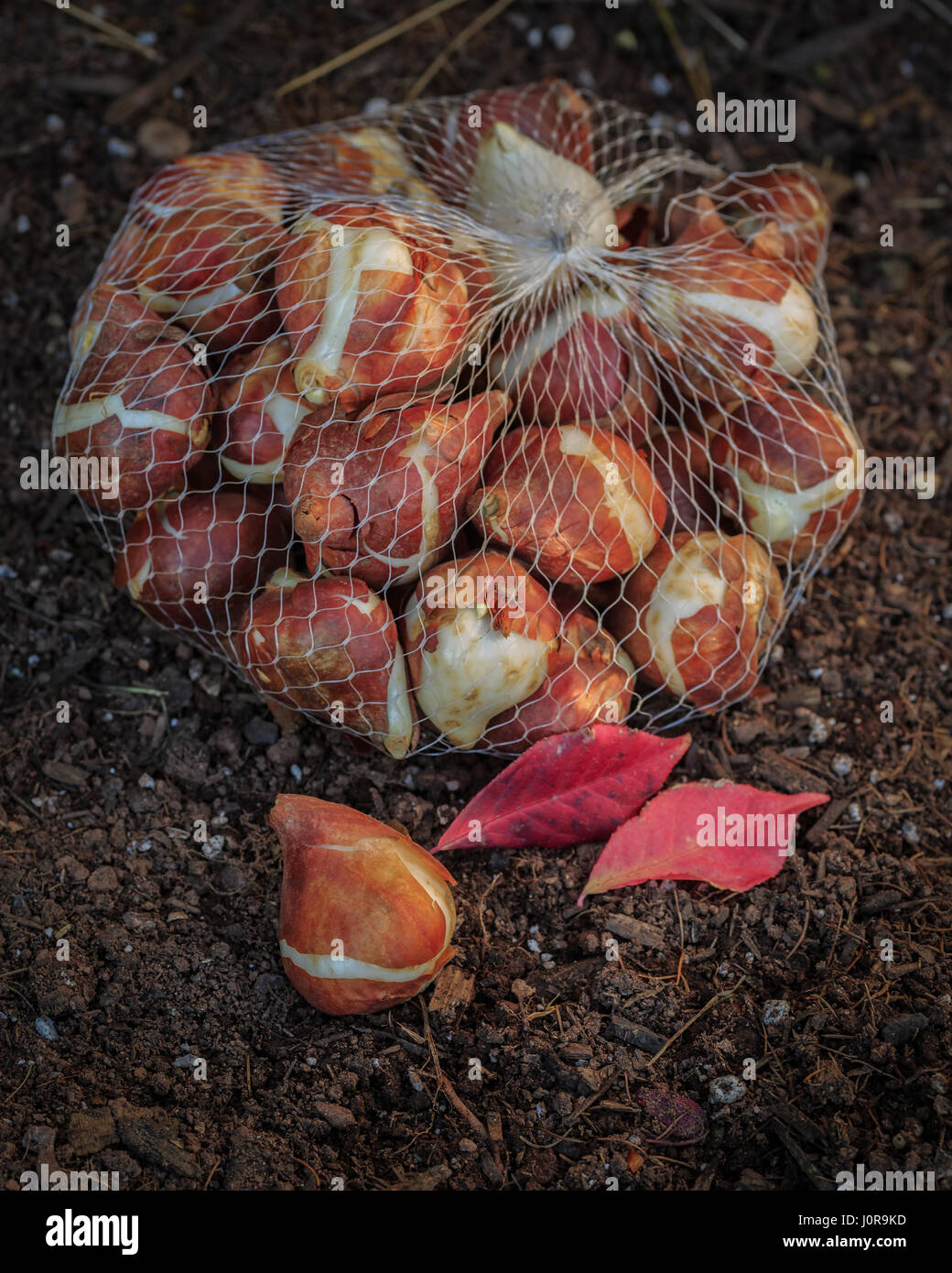 Tulip bulbs ready to plant in the home garden Stock Photo - Alamy