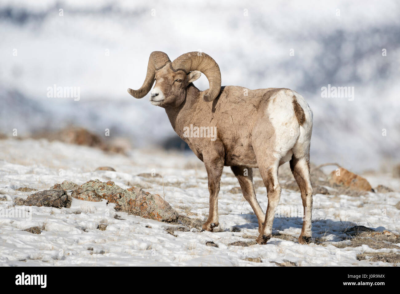 Rocky Mountain Bighorn Sheep / Dickhornschaf ( Ovis canadensis ), male ...