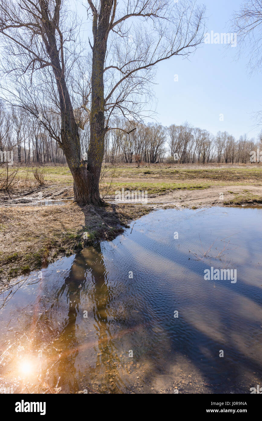 Willow in the rain hi-res stock photography and images - Alamy