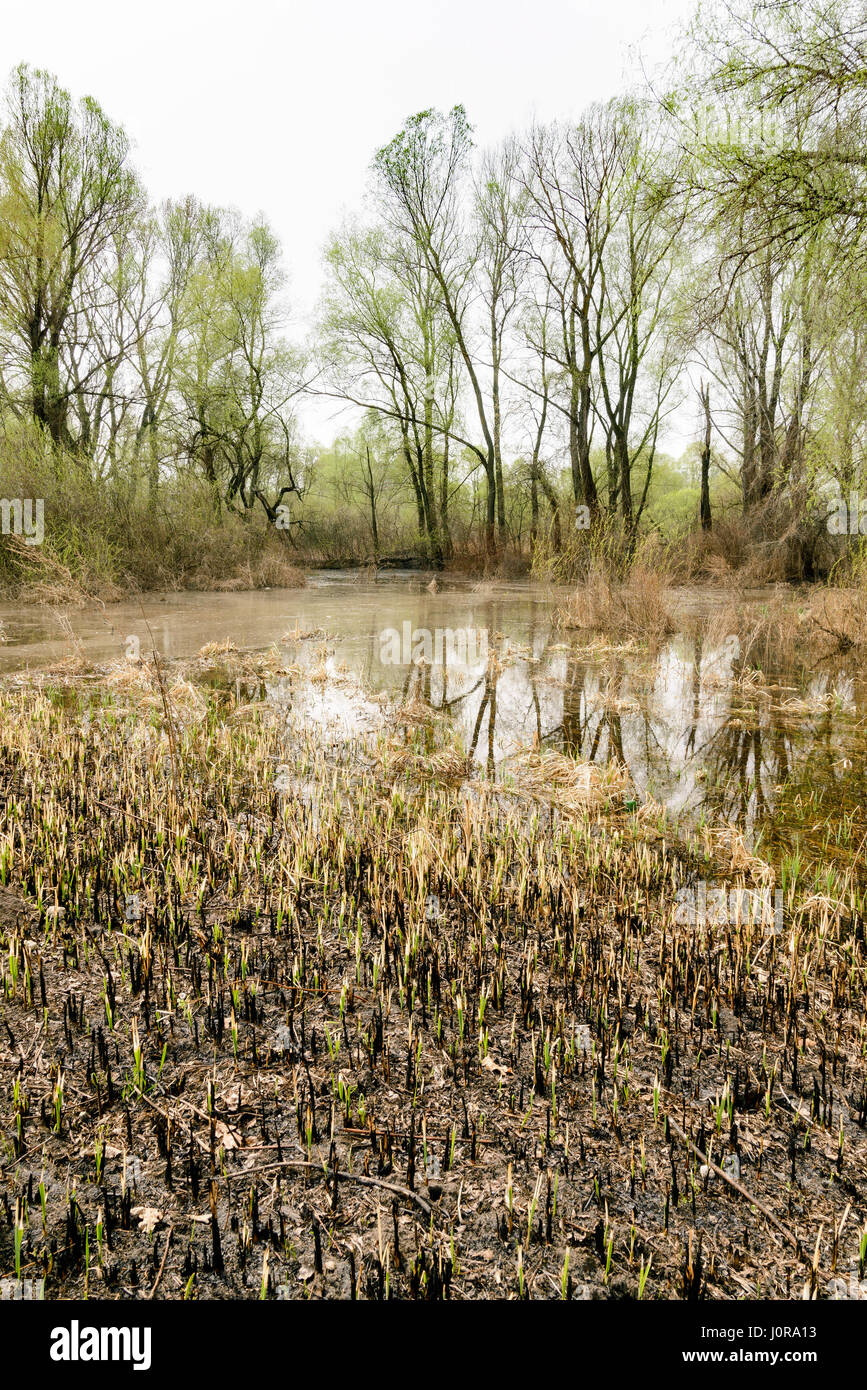 Wetland, lake and woods at the beginning of the spring. Young typha ...
