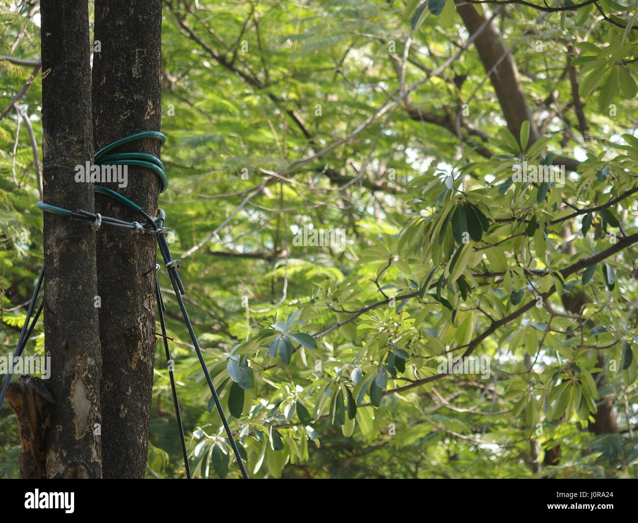 sling holding tree straight Stock Photo - Alamy