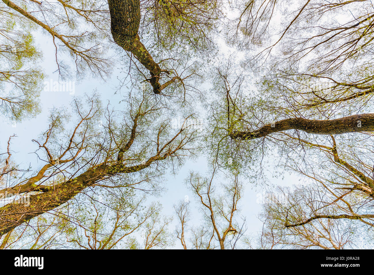 Looking up at the sky through a green willows and poplars trees forest ...