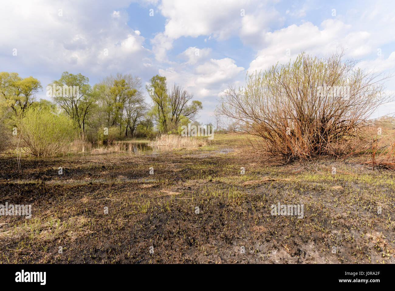 Wetland, burnt wasteland and woods at the beginning of the spring ...