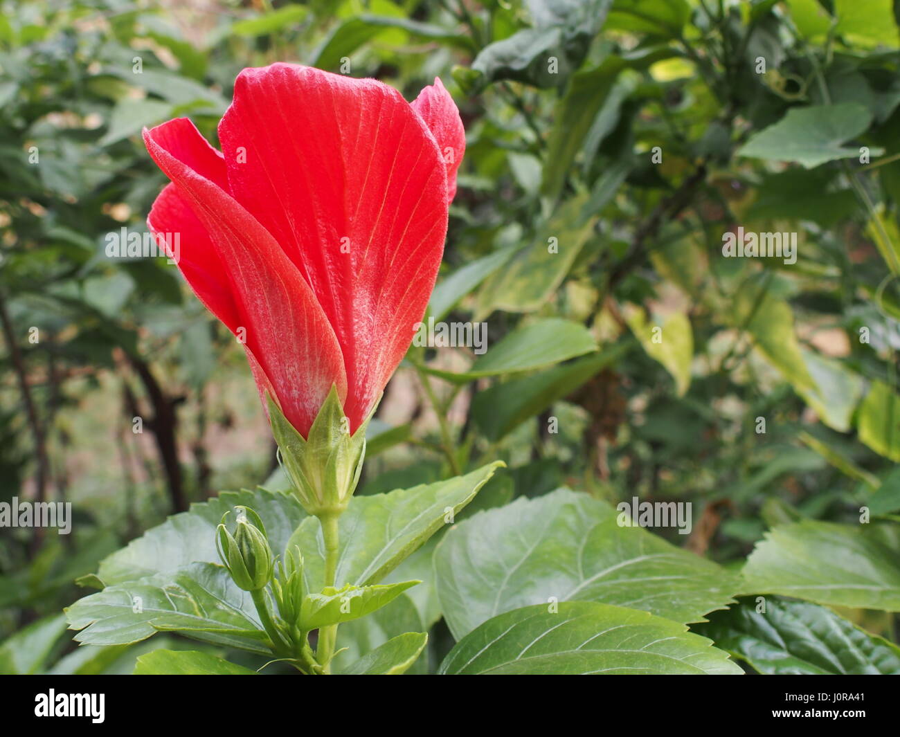 red shoe flower grooming Stock Photo - Alamy