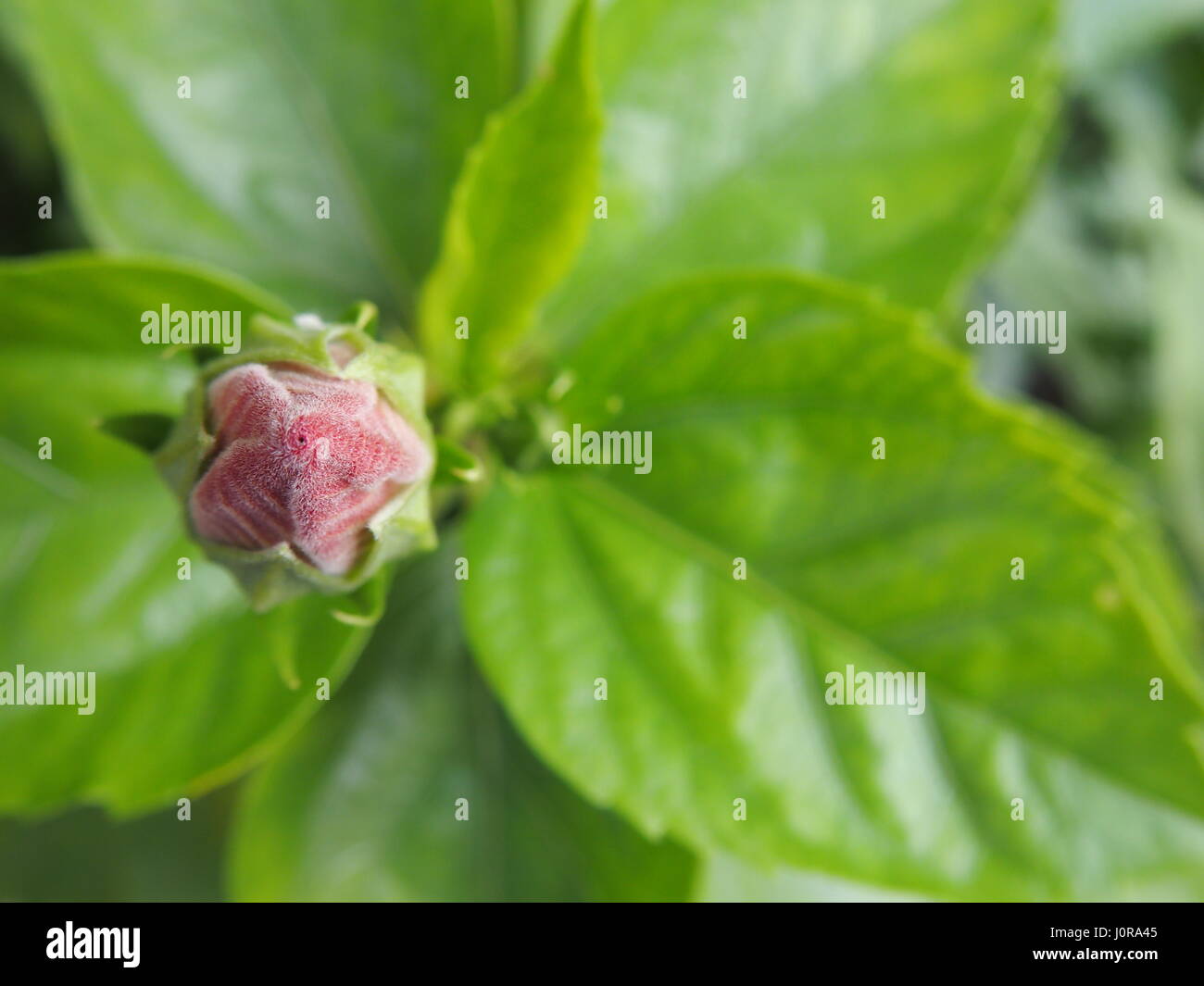 Top view green bud hi-res stock photography and images - Alamy