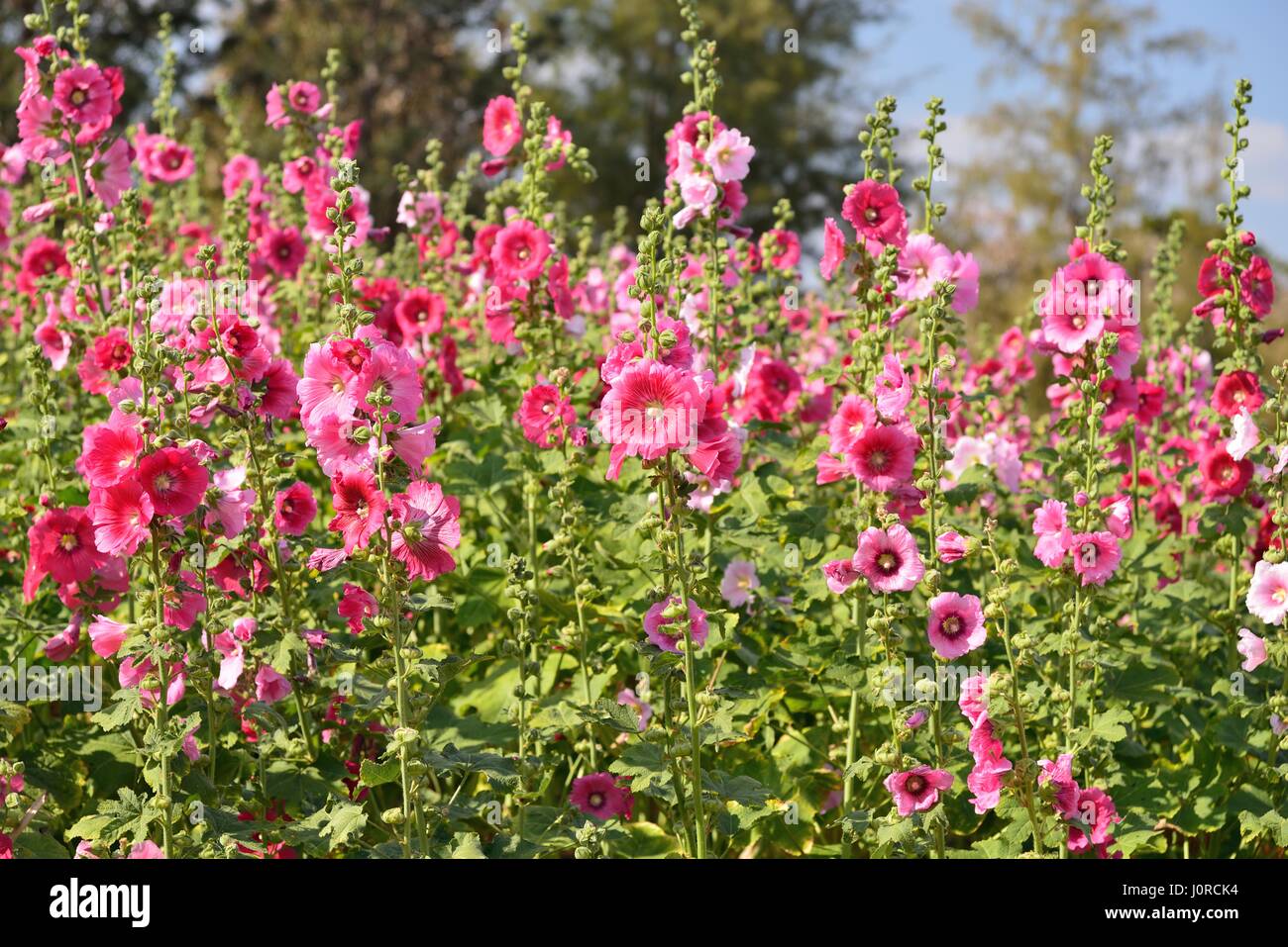 The Hollyhock flower plant Stock Photo - Alamy