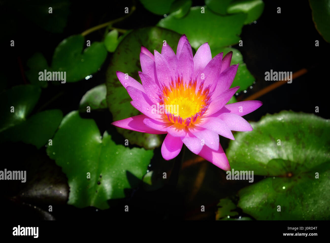Pink lotus flower with dark background Stock Photo - Alamy