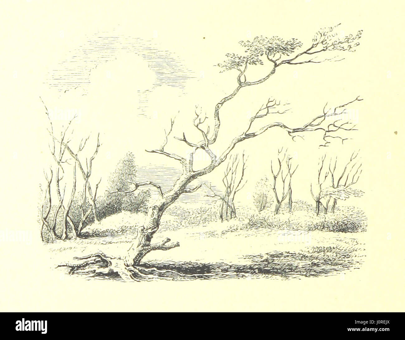 This book features a collection of poems and illustrations aimed at ...
