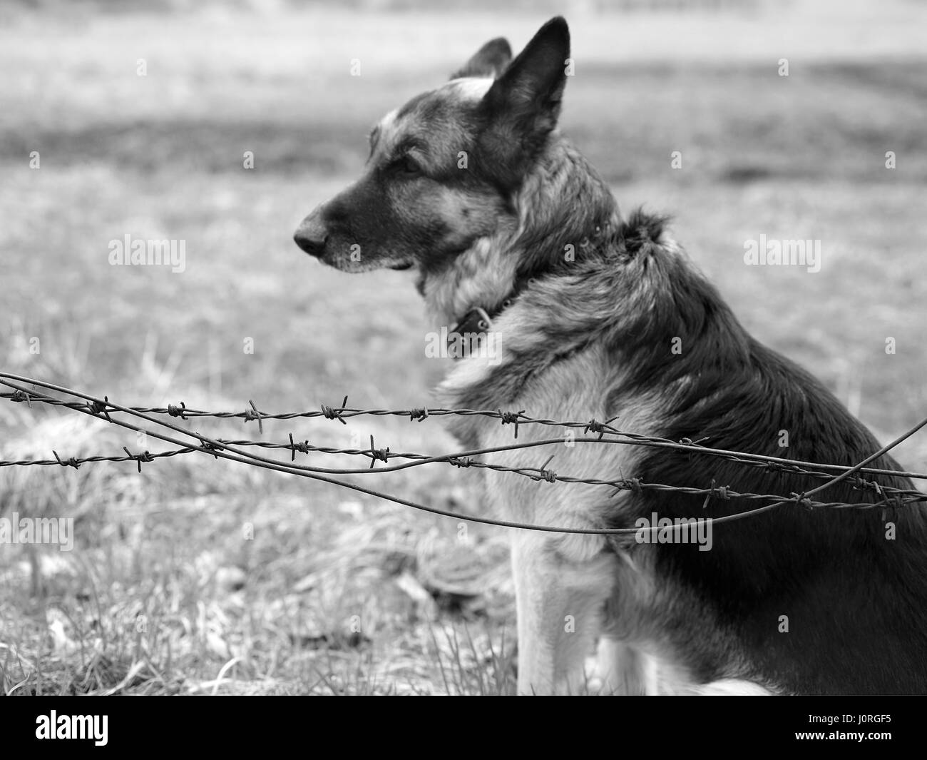 Shepherd dog guarding a territory sitting behind a barbed wire, concept ...