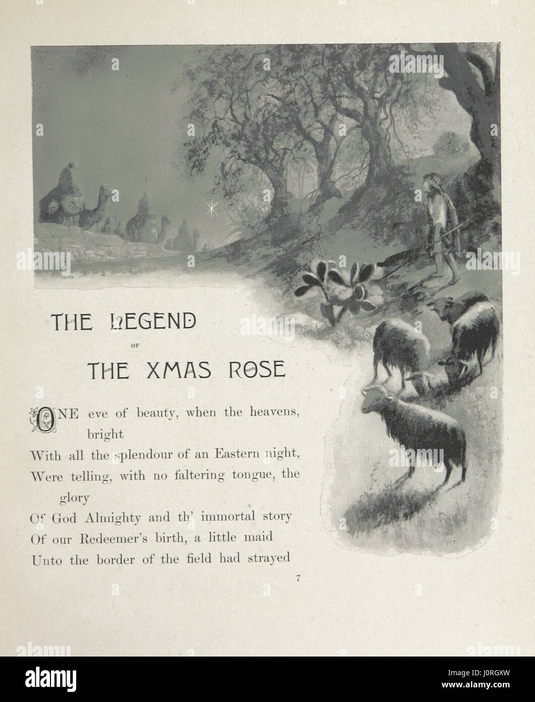 'The Legend of the Xmas Rose' is a Christmas-themed story, with ...