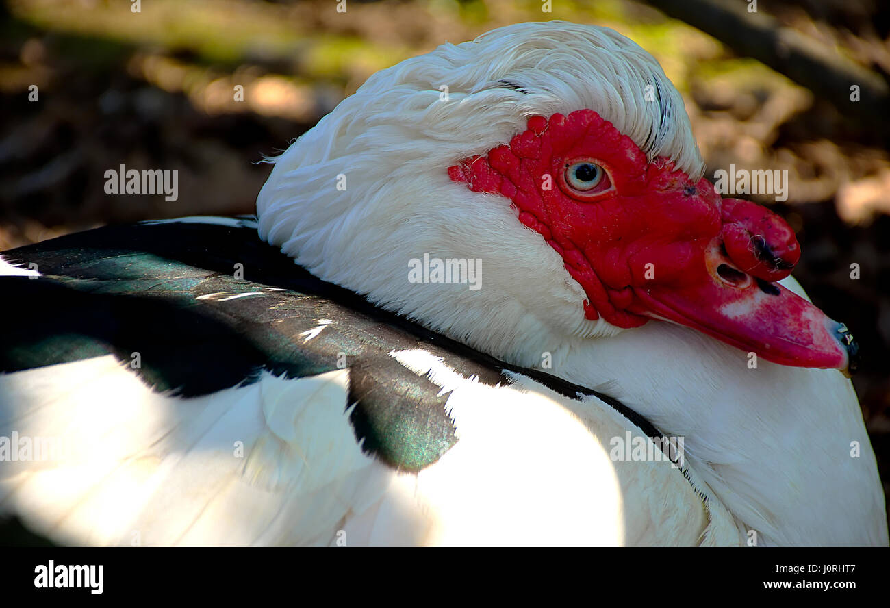 Duck under tree hi-res stock photography and images - Alamy