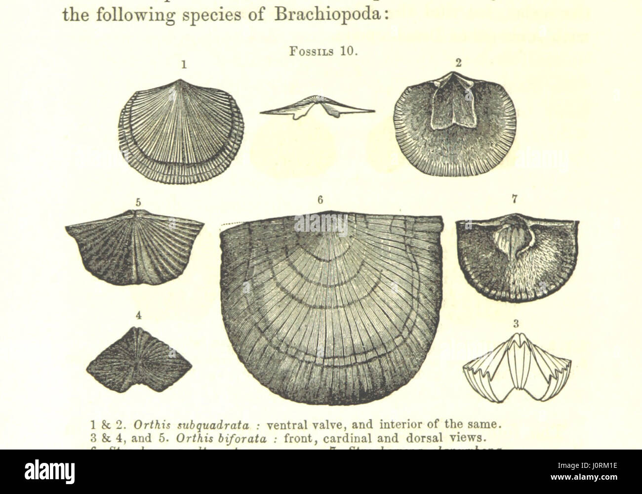 This geological survey report discusses the geology and paleontology of ...