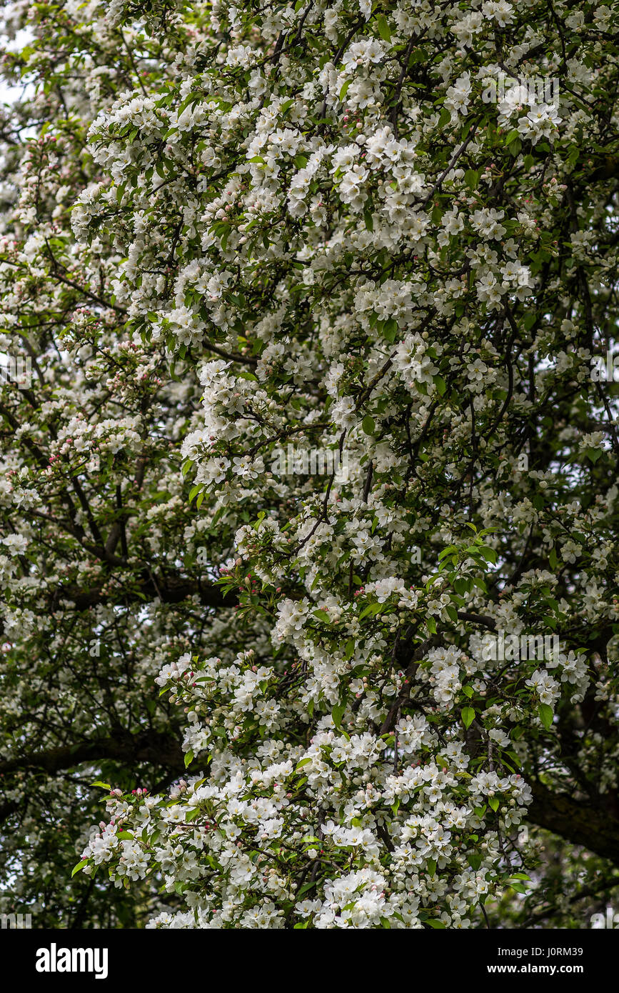 Cherry blossoms dream in spring Stock Photo - Alamy