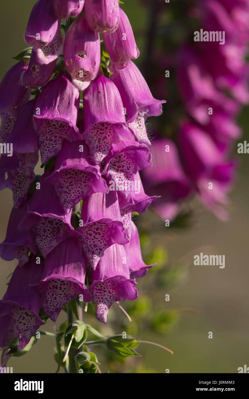 Purple purpurea hi-res stock photography and images - Alamy