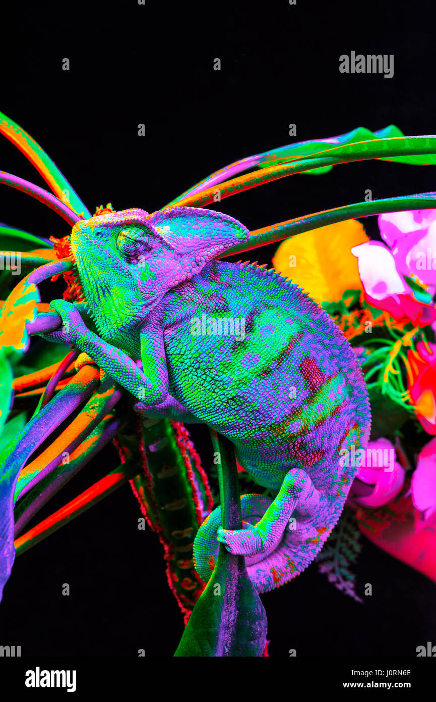 Black and white chameleon hi-res stock photography and images - Alamy