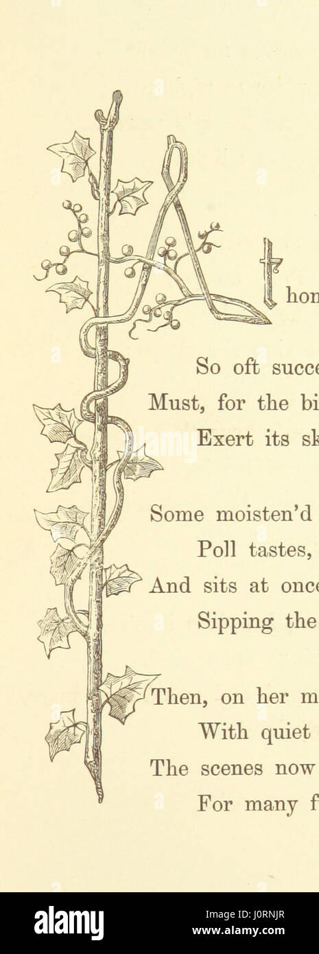 This is the poignant story of a short life, narrated in gossip verse ...