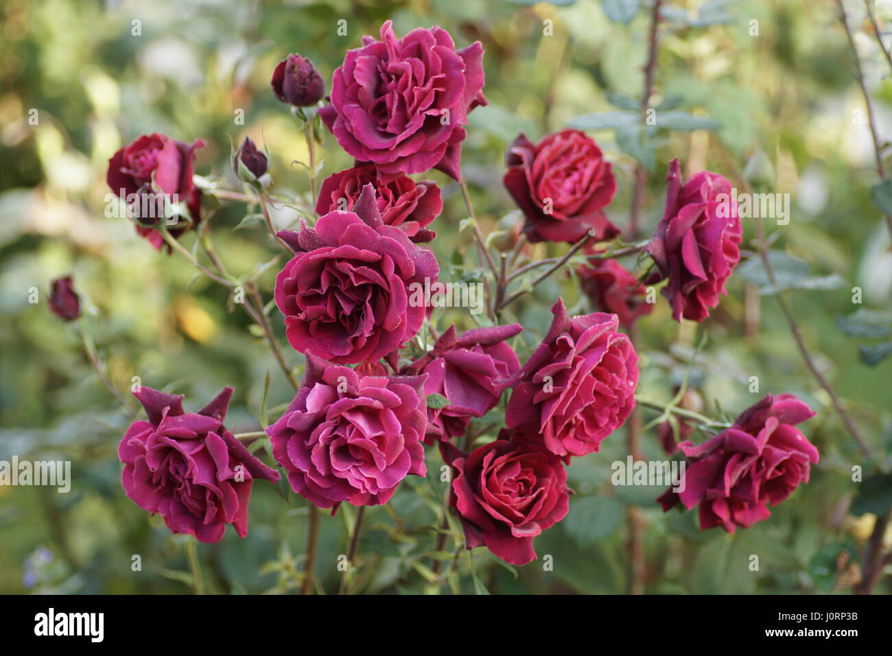 Rosa 'Deep Secret' Stock Photo - Alamy