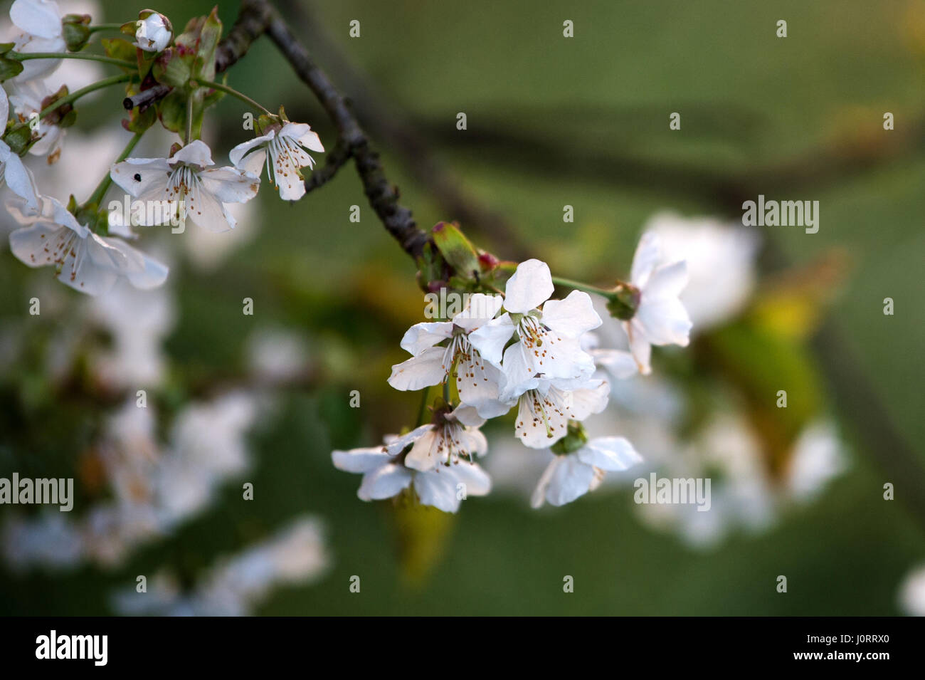 Dresden, Germany. 10th Apr, 2017. White apple tree blossoms ...