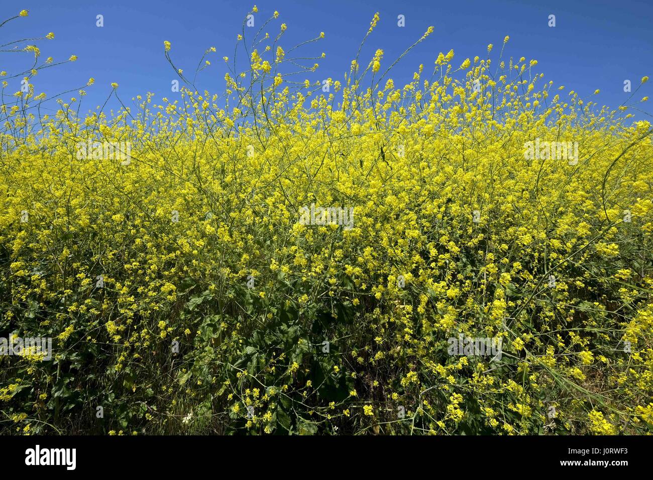 Los Angeles, California, USA. 15th Apr, 2017. Mustard flowers bloom at ...