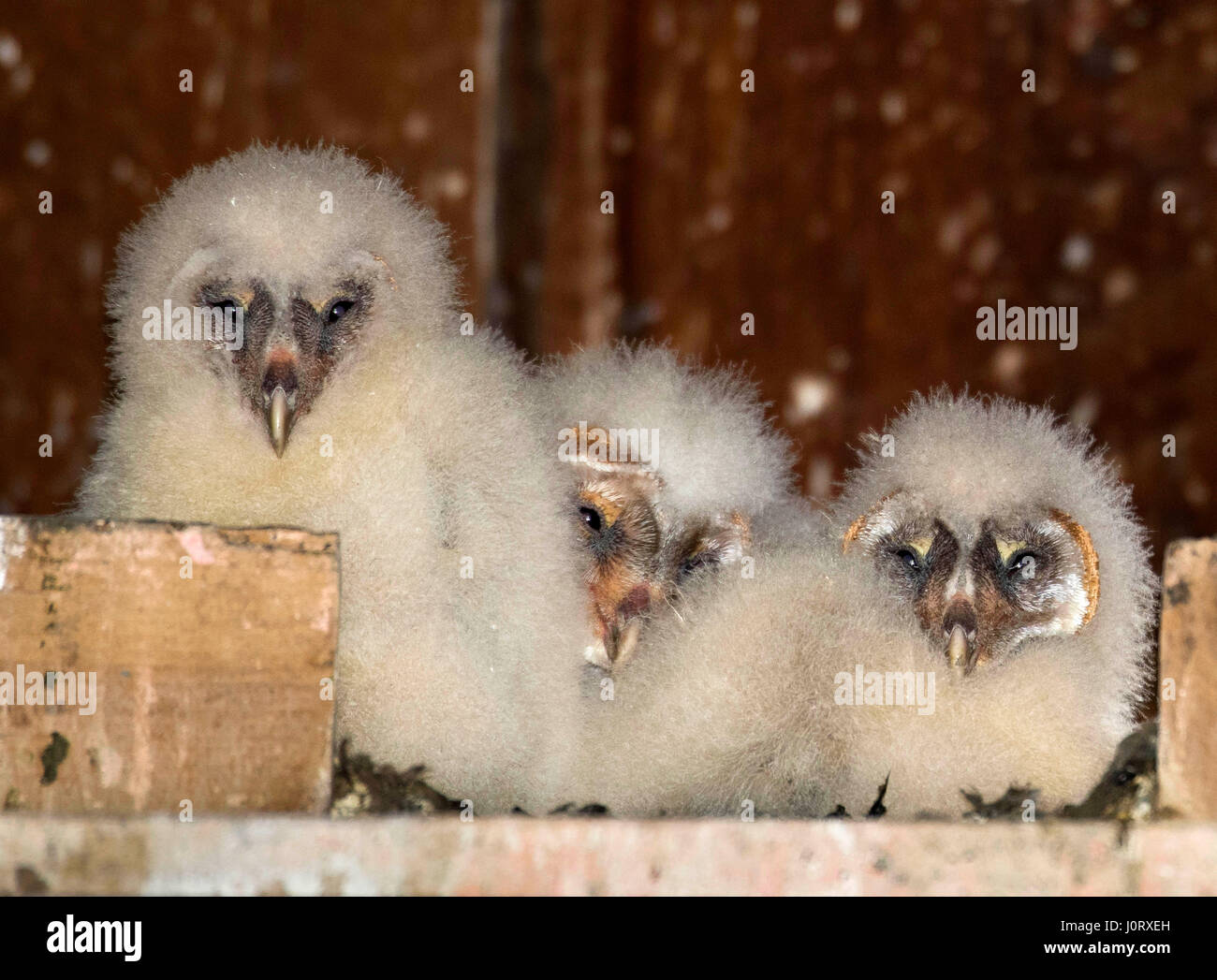 Elkton, Oregon, USA. 15th Apr, 2017. A group of fluffy barn owl owlets ...