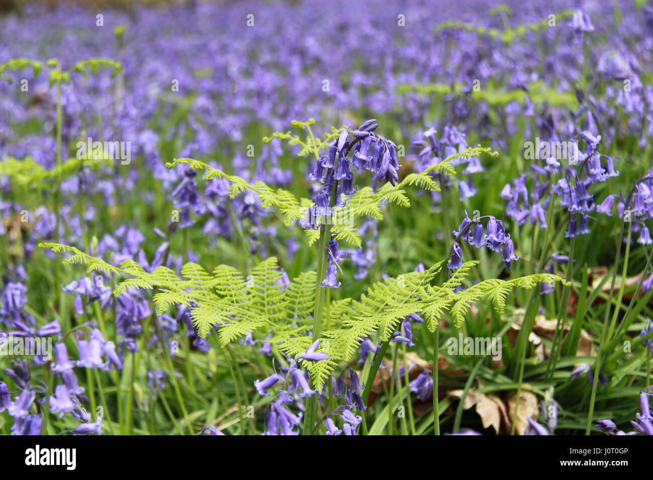English (aka Common) Bluebells (Hyacinthoides non-scripta) in full ...