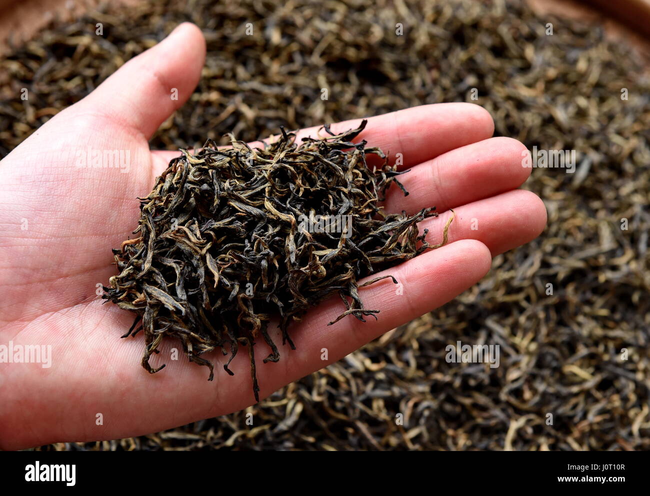 Wuyi Mountain, China's Fujian Province. 15th Apr, 2017. A tea farmer ...