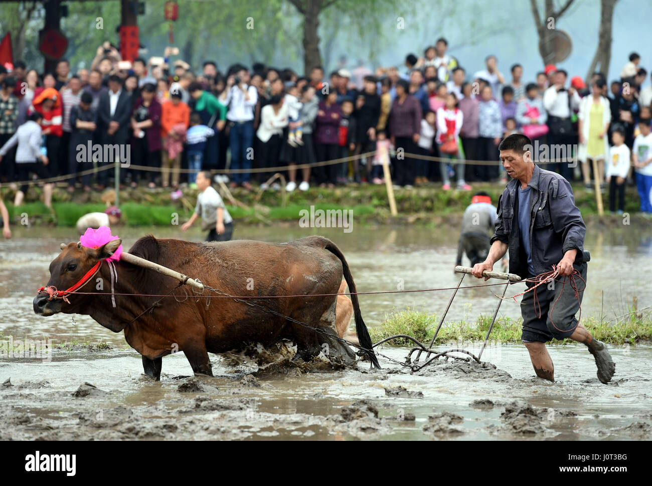 Liancheng, China's Fujian Province. 16th Apr, 2017. A farmer of Peitian ...