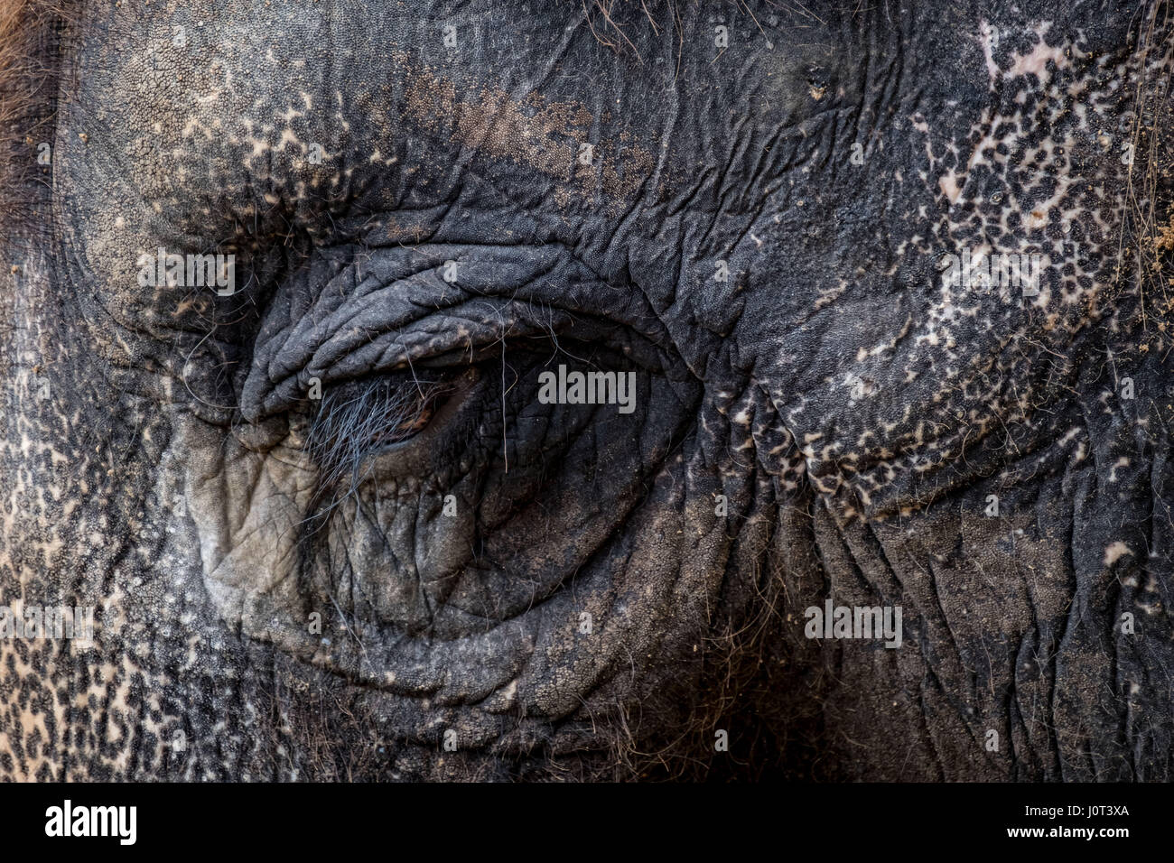The closed eye of an elephant at the Hannover Zoo in Hannover, Germany ...