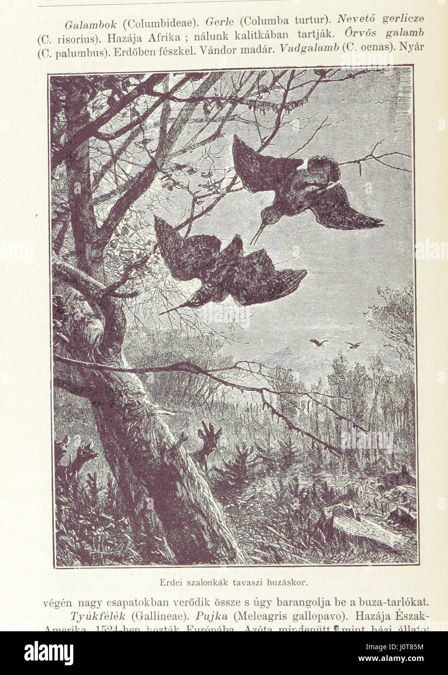 This book offers an insight into the past and present of the Baranya ...