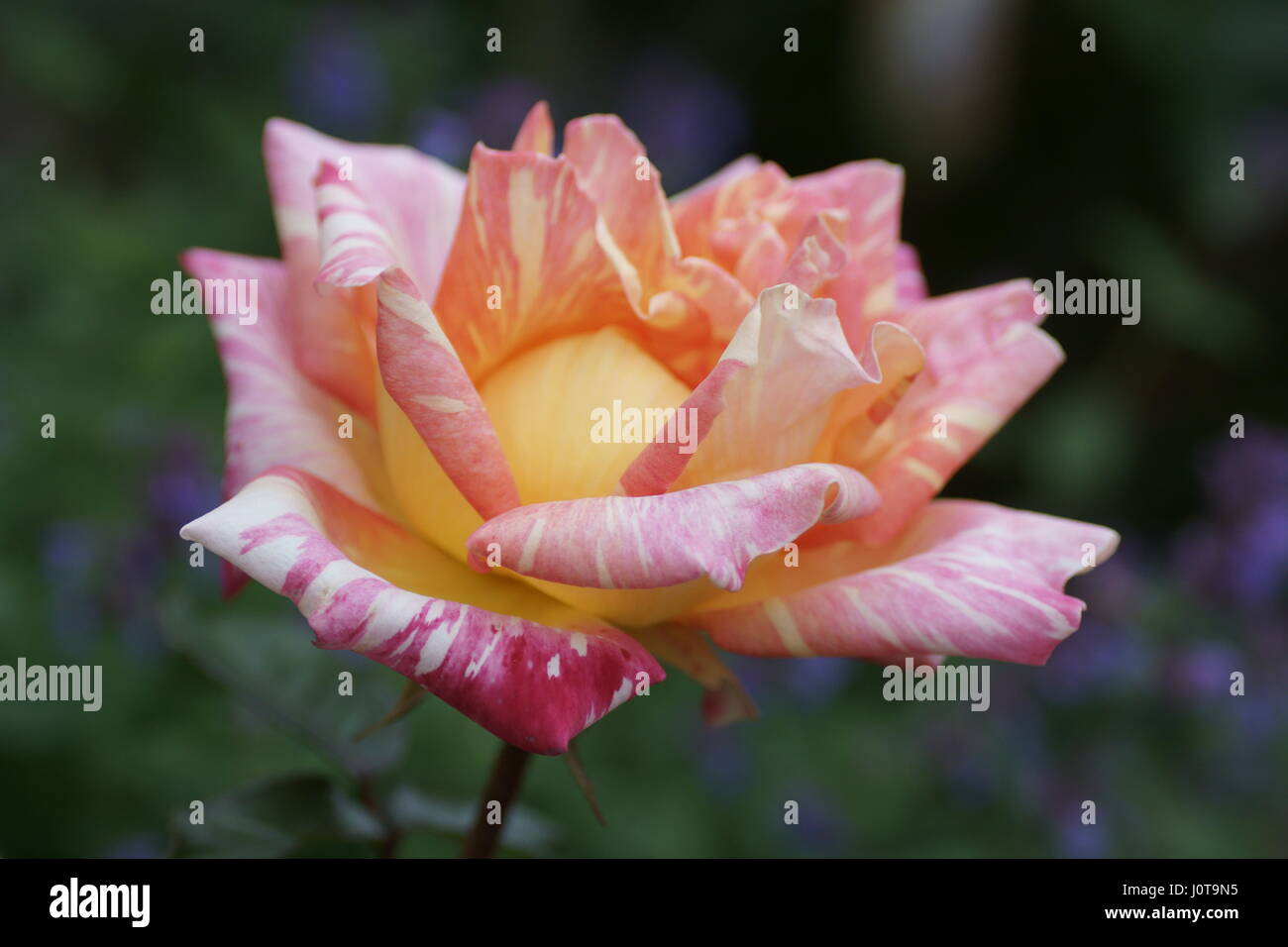 Rosa 'Harry Wheatcroft' Stock Photo - Alamy
