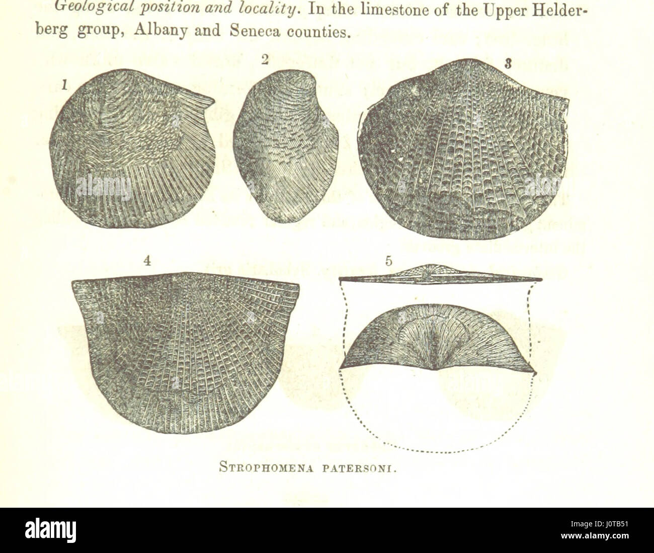 *Descriptions of new species of Paleozoic Fossils* presents newly ...