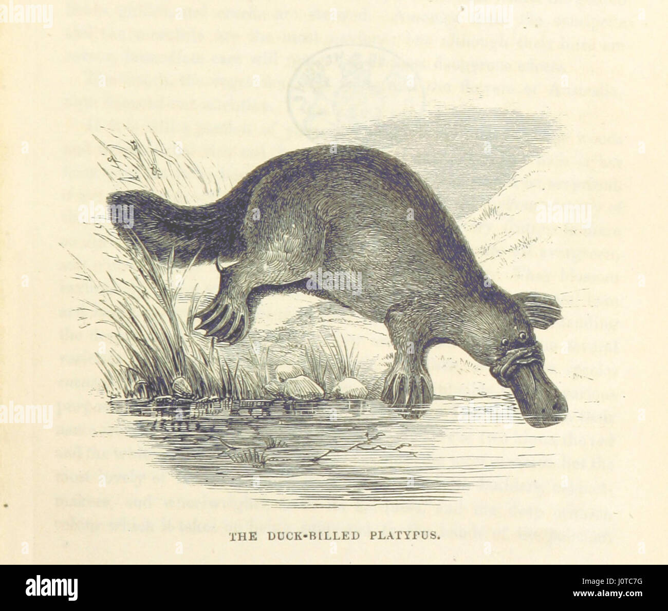 This illustrated work recounts the adventures of a gold-digger in ...