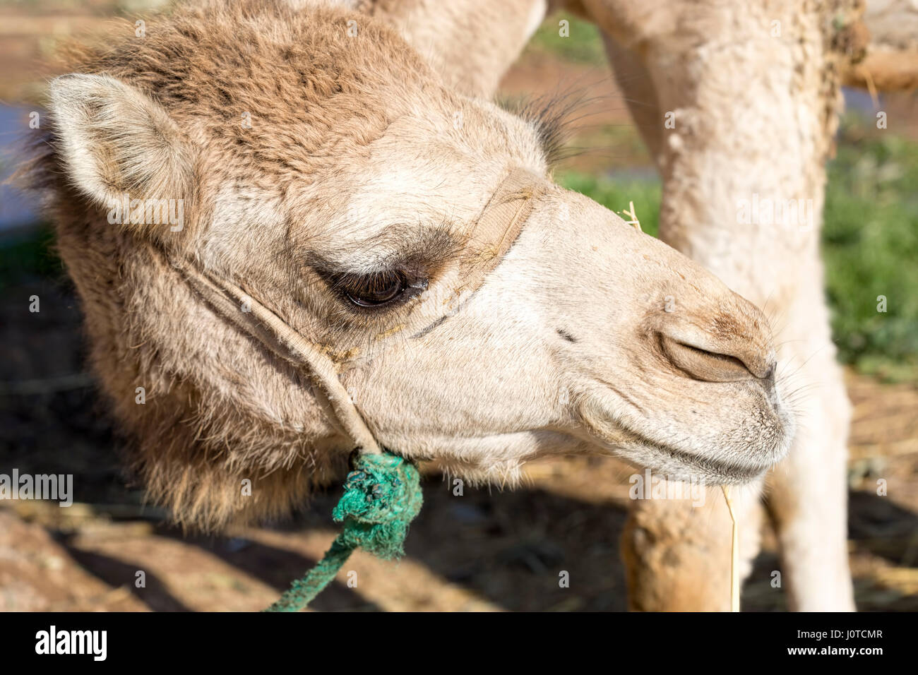 Cute Baby Camel High Resolution Stock Photography and Images - Alamy