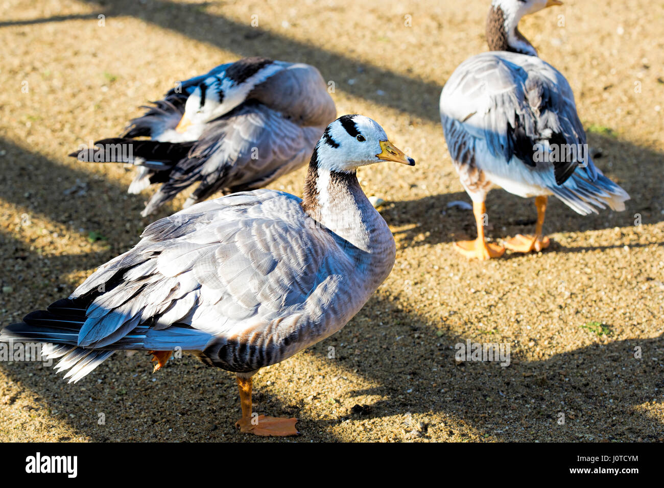 Bar - headed goose Stock Photo - Alamy