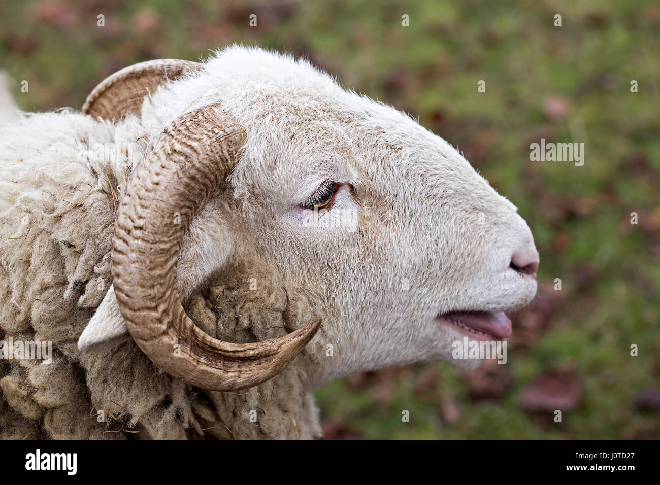Ram Bleating High Resolution Stock Photography and Images - Alamy