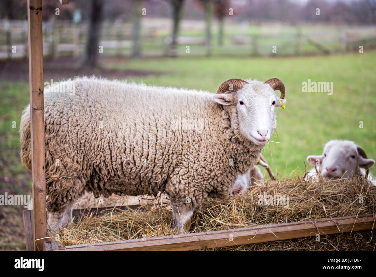 Ram on the farm eating hay Stock Photo - Alamy
