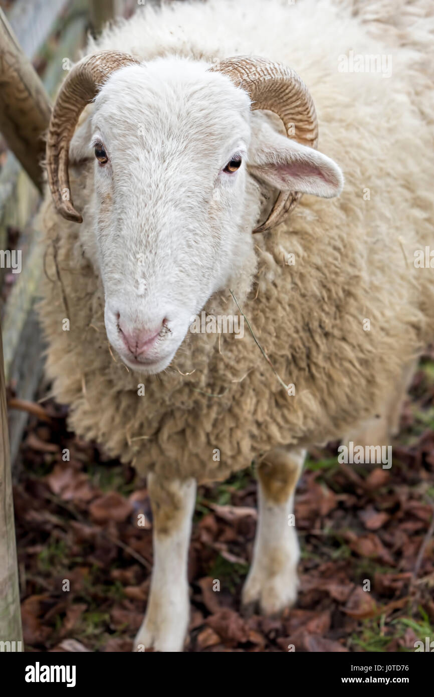 Ram on family farm Stock Photo - Alamy
