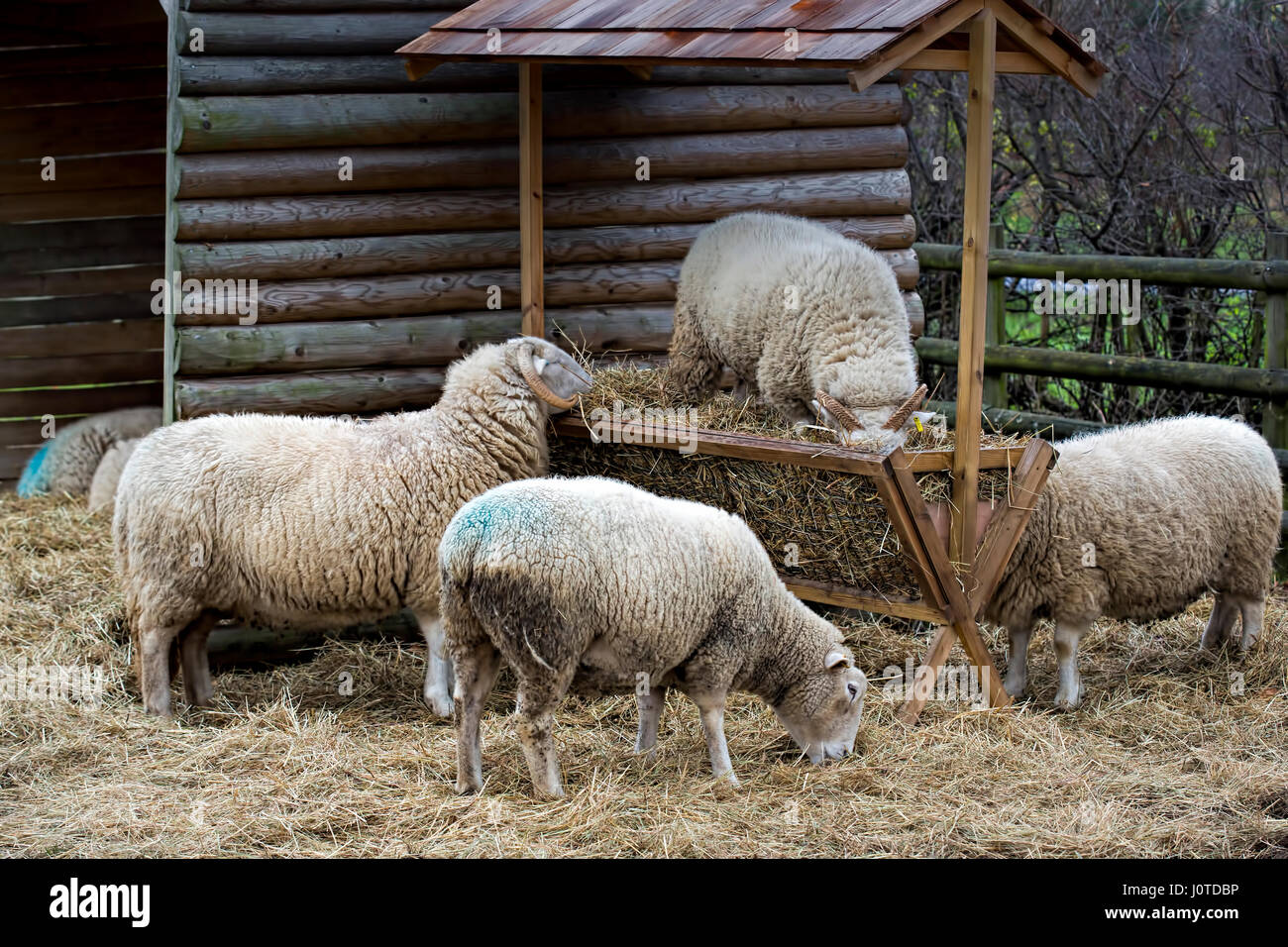 Merino rams hi-res stock photography and images - Alamy