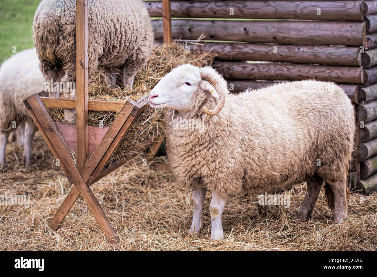 Rams on farm eating hay Stock Photo - Alamy