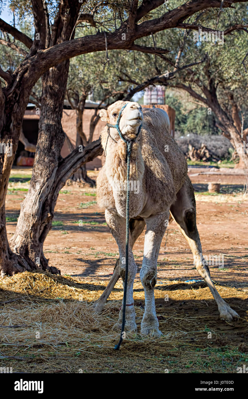 Camel baby face hi-res stock photography and images - Alamy