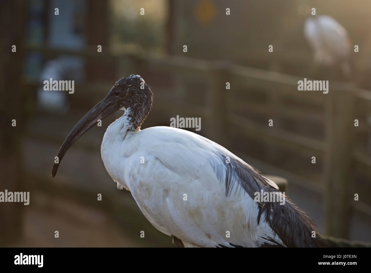 African sacred ibis Stock Photo - Alamy