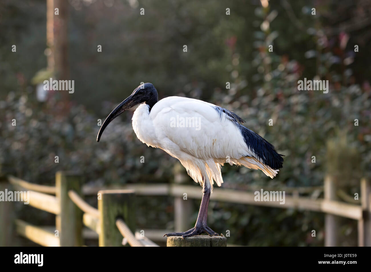African sacred ibis Stock Photo - Alamy