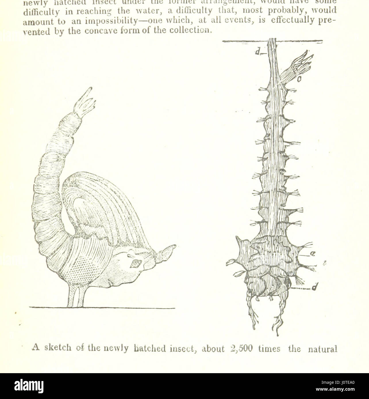 This guide to Bombay, based on the 1855 Bombay Times Calendar, offers ...