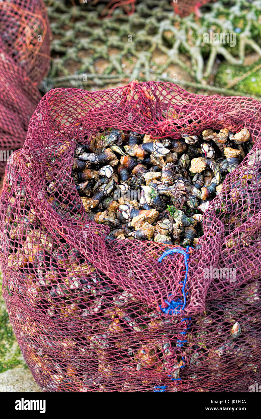 Goose barnacle (pollicipes pollicipes) hi-res stock photography and ...