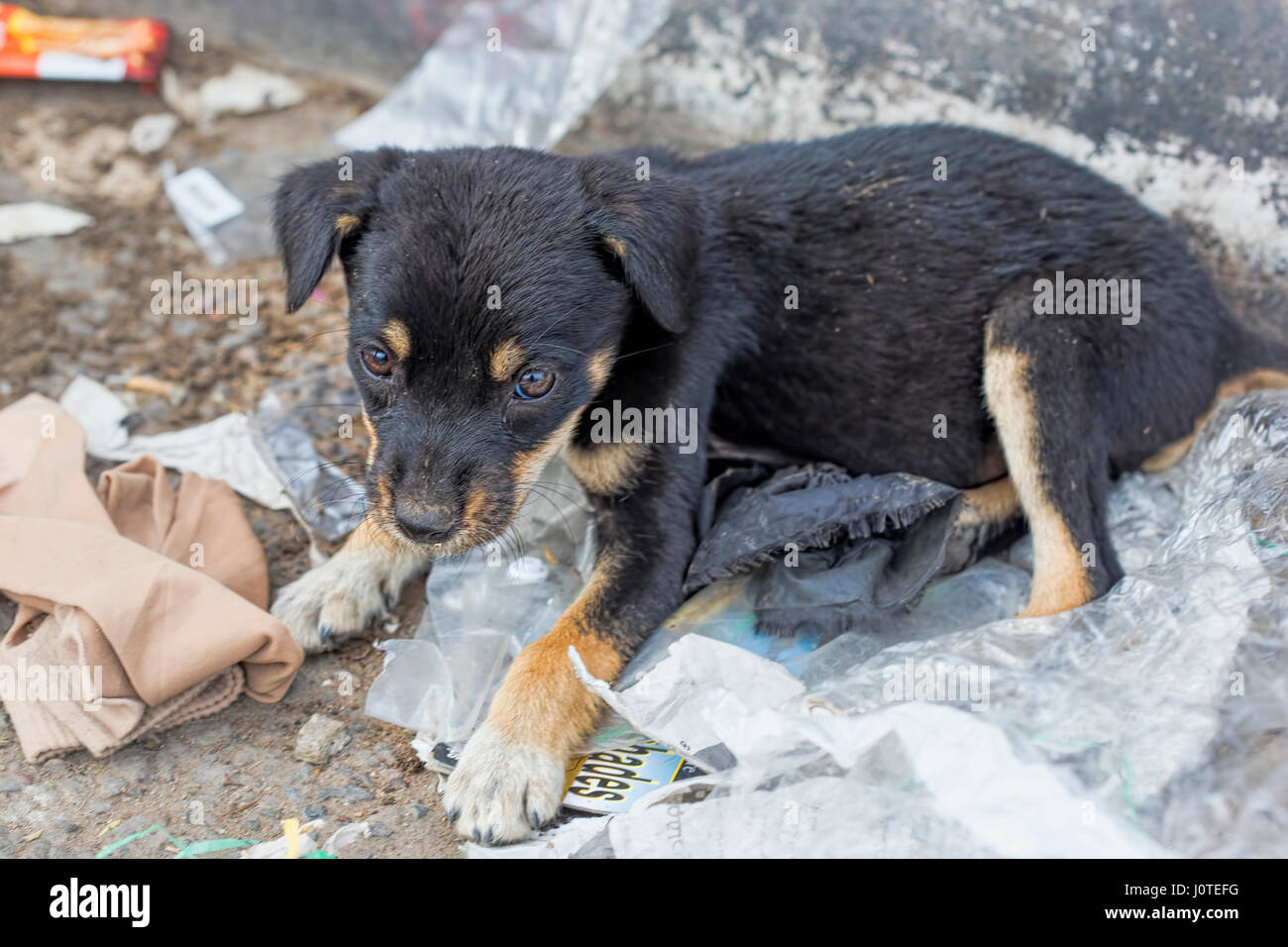 Small homeless puppy on the street Stock Photo - Alamy