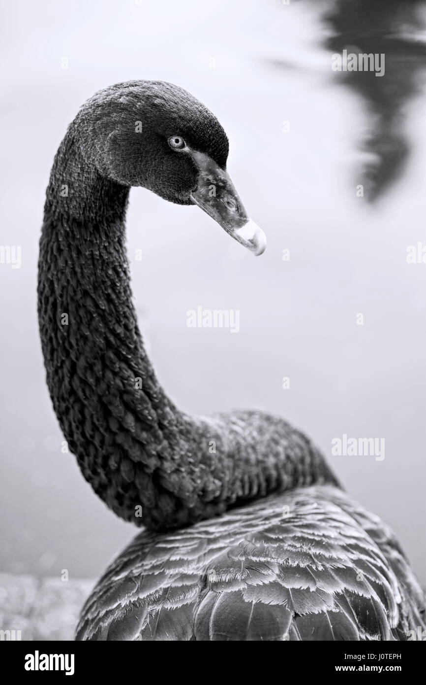 Black swan head portrait Stock Photo - Alamy
